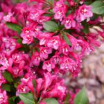Weigela SONIC BLOOM® PUNCH – Garden Crossings