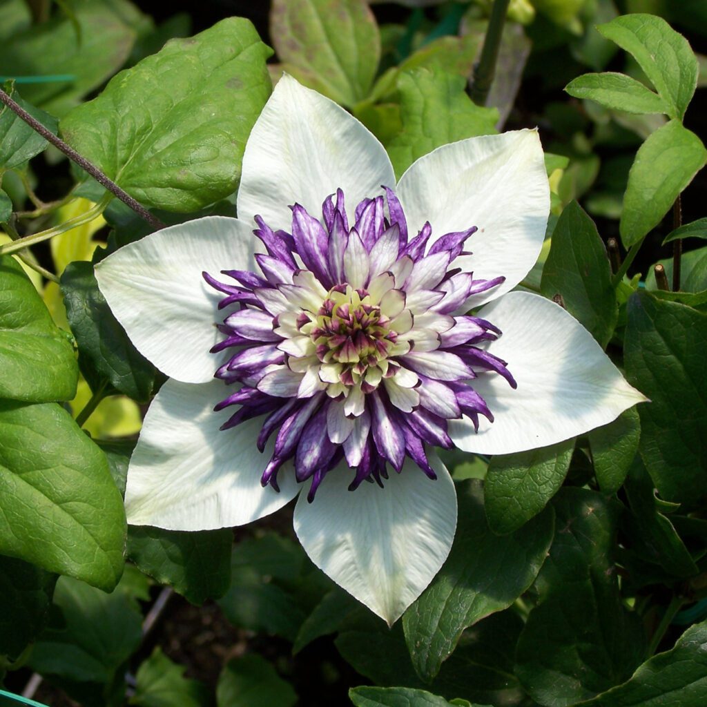 Clematis Florida Sieboldii - Buy Clematis Perennials Online
