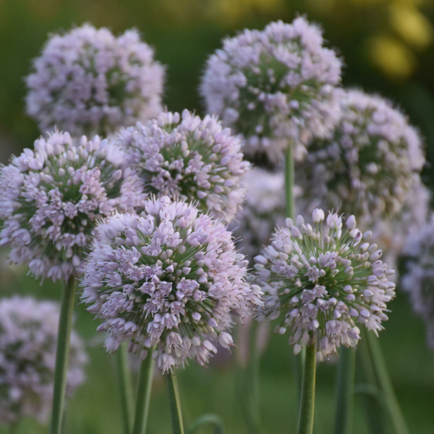 Order Allium Perennials Online