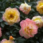 OSO EASY® ITALIAN ICE® Rose - Order Online