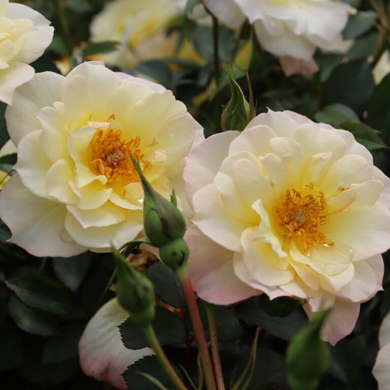 OSO EASY® ITALIAN ICE® Rose - Order Online