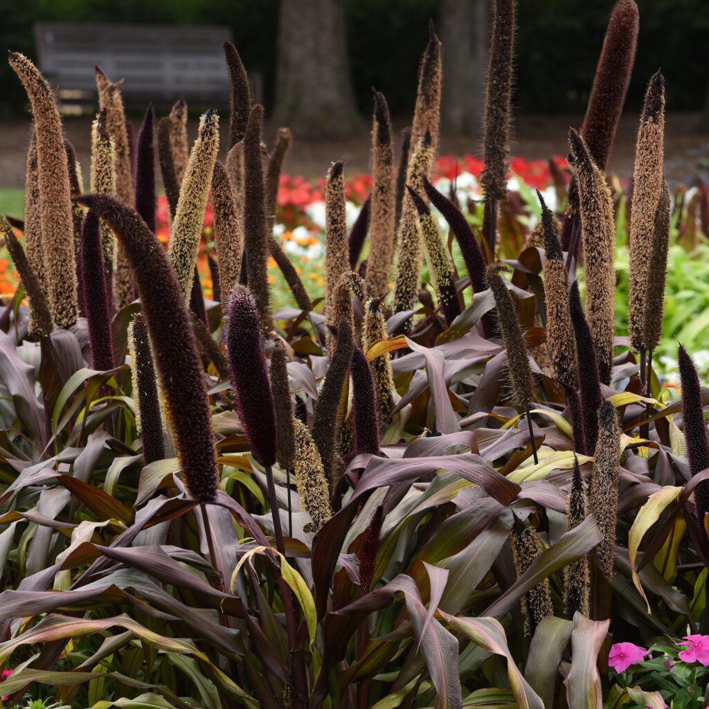 Copper Prince Ornamental Millet - Order Online