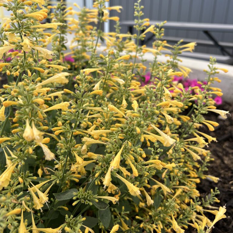 Summerlong Lemon Agastache - Fragrant Pollinator Magnet