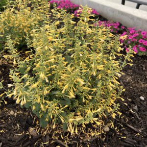 Summerlong Lemon Agastache - Fragrant Pollinator Magnet