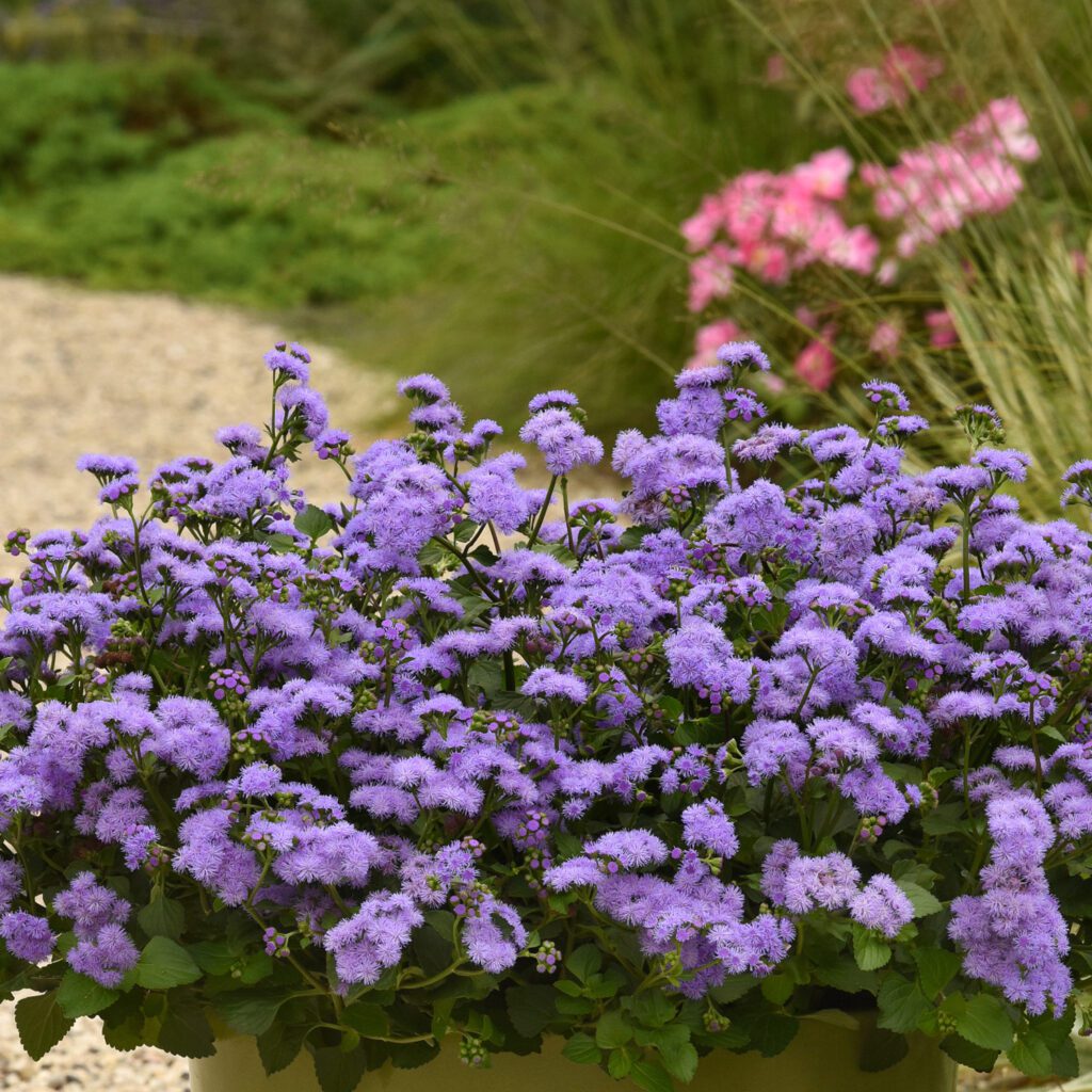 Monarch Magic Ageratum: Butterfly Magnet Annual