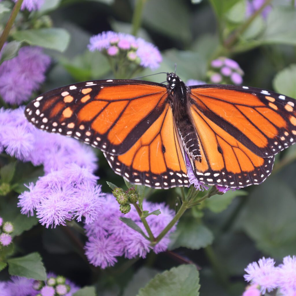 Monarch Magic Ageratum: Butterfly Magnet Annual