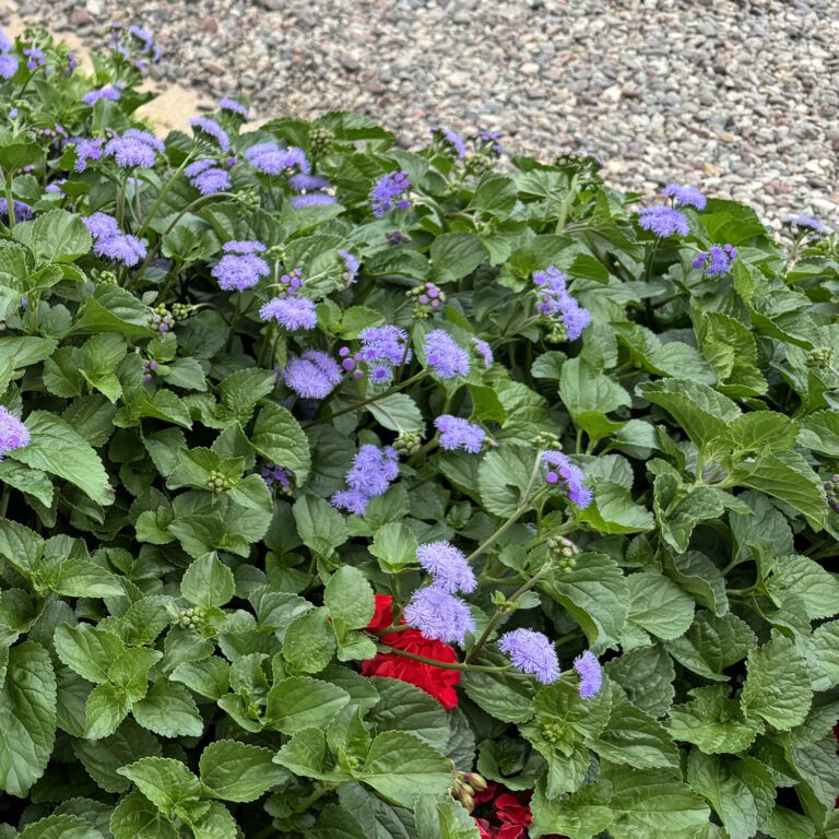 Monarch Magic Ageratum: Butterfly Magnet Annual