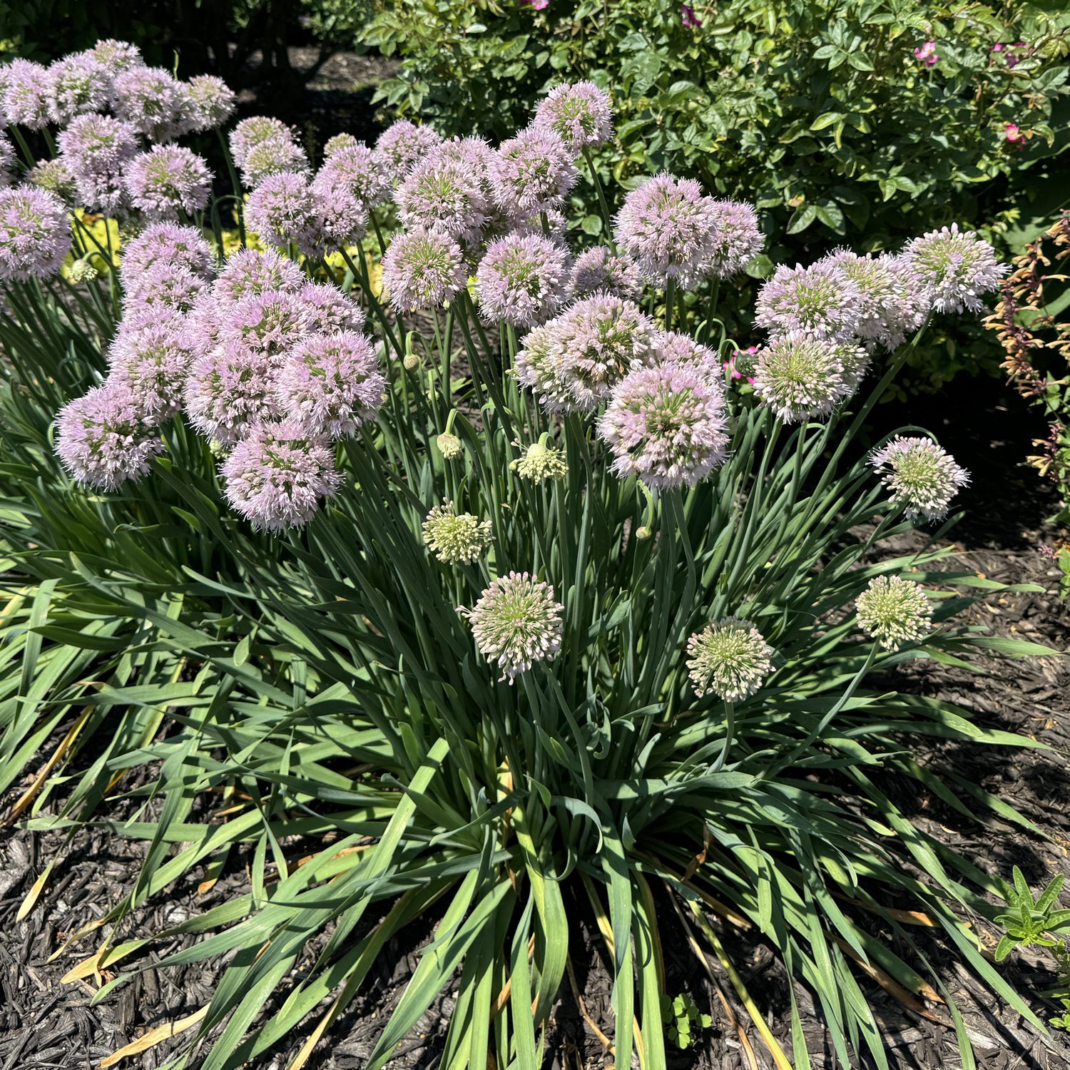 Allium 'Bobblehead' - PW - 8" Co-ex Jumbo Pot - Garden Crossings