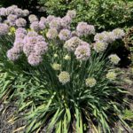 Order Allium Perennials Online