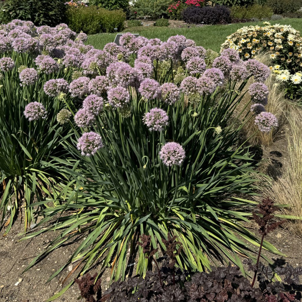 Allium 'Bobblehead'