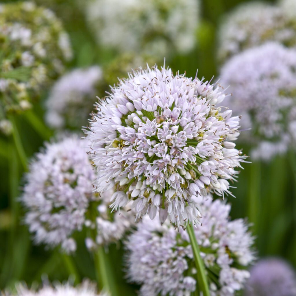 Allium 'Bobblehead'