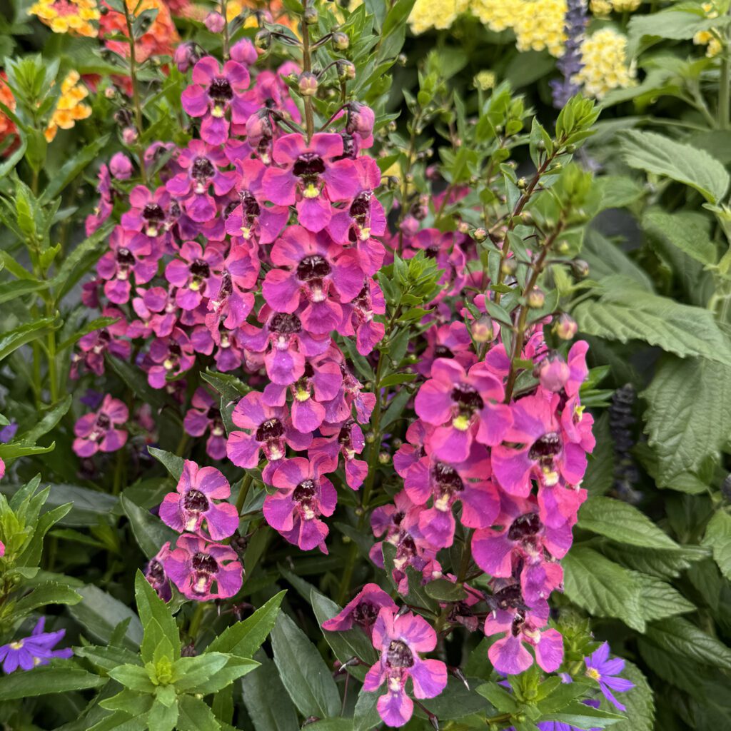 Guardian Angel Berry Sparkler Angelonia: Summer Blooms