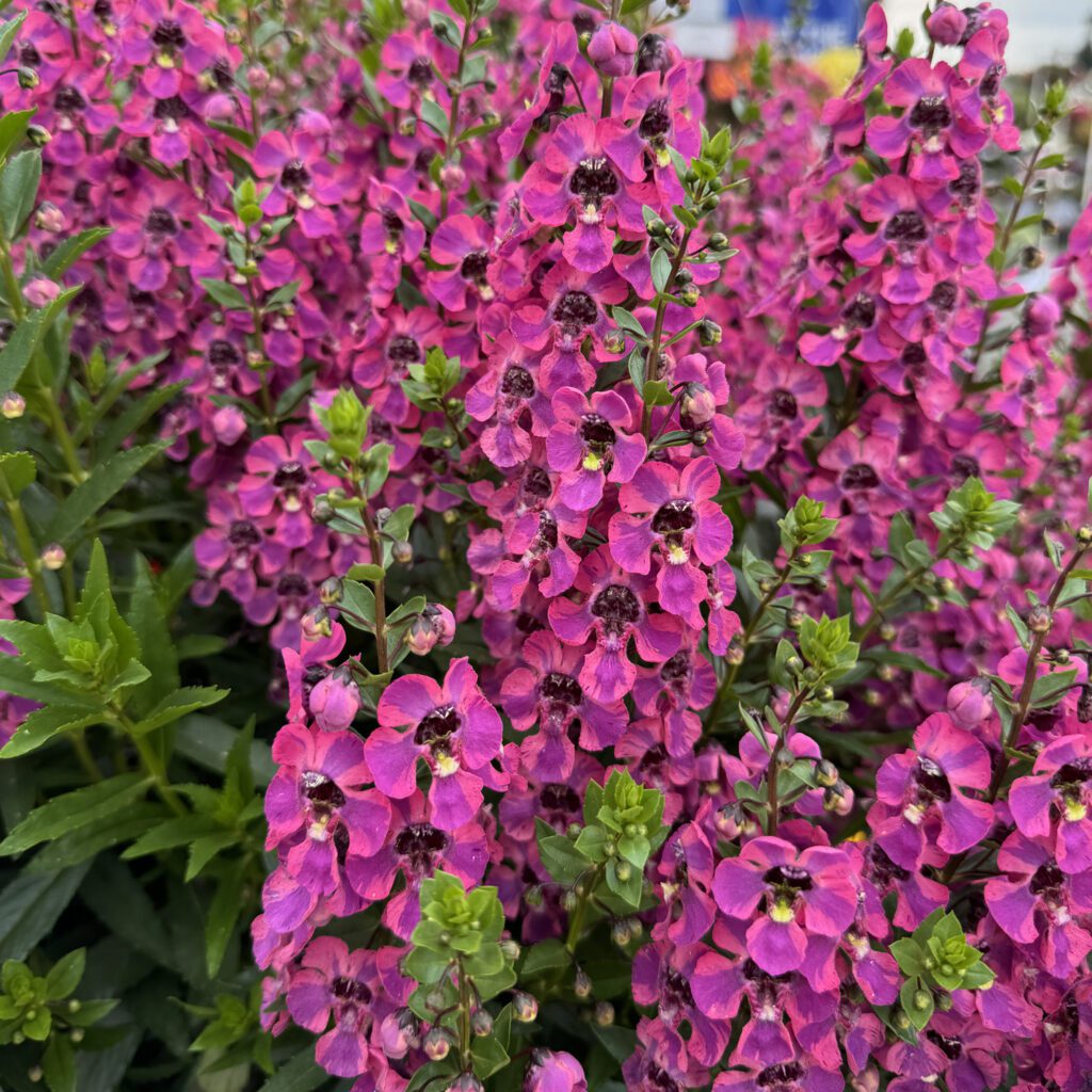 Guardian Angel Berry Sparkler Angelonia: Summer Blooms