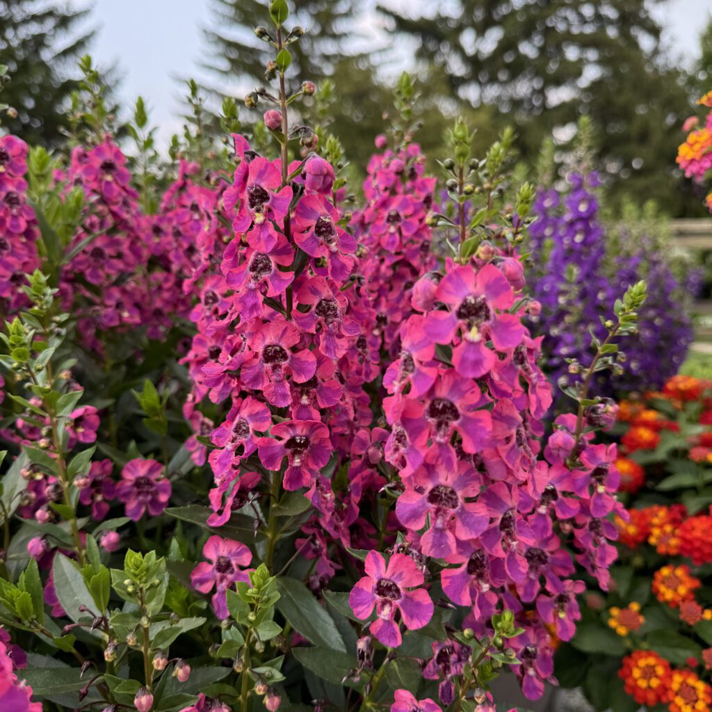 Guardian Angel Berry Sparkler Angelonia: Summer Blooms