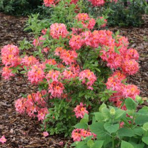 Sweet Reward™ Coral Rhododendron (Azalea)