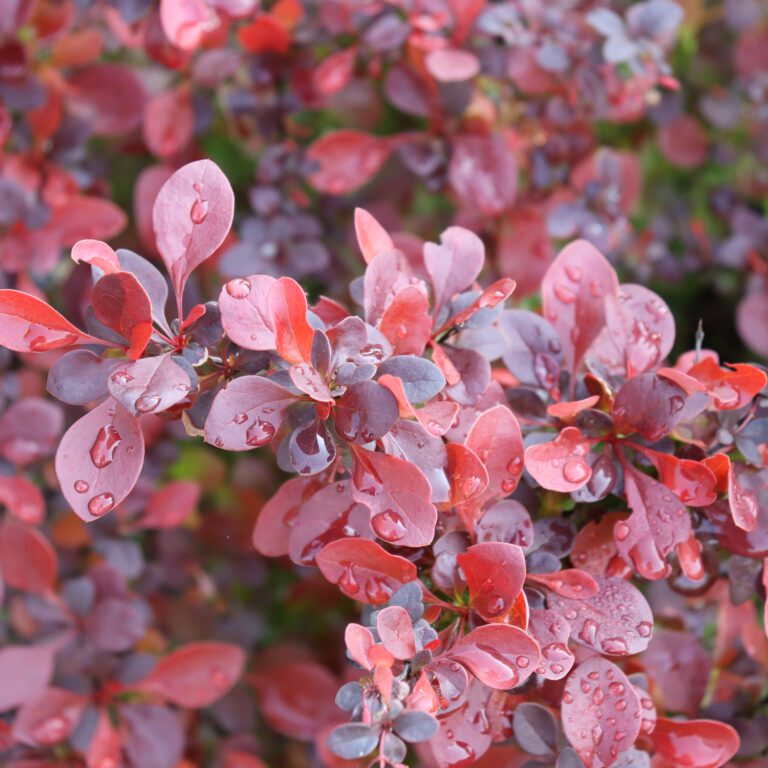Sunjoy Really Red Barberry: Compact Red Foliage Shrub