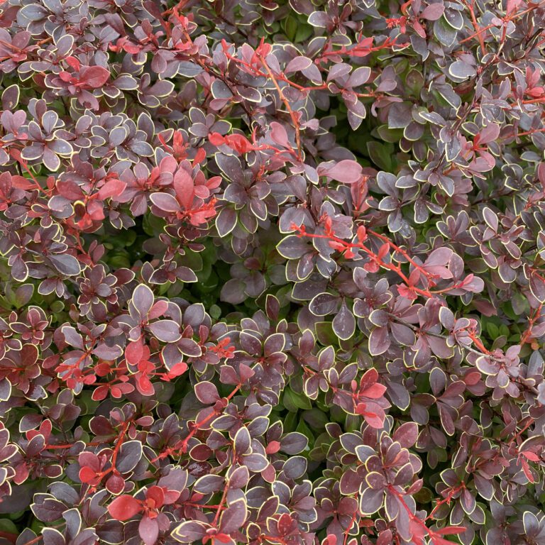 Sunjoy Really Red Barberry: Compact Red Foliage Shrub