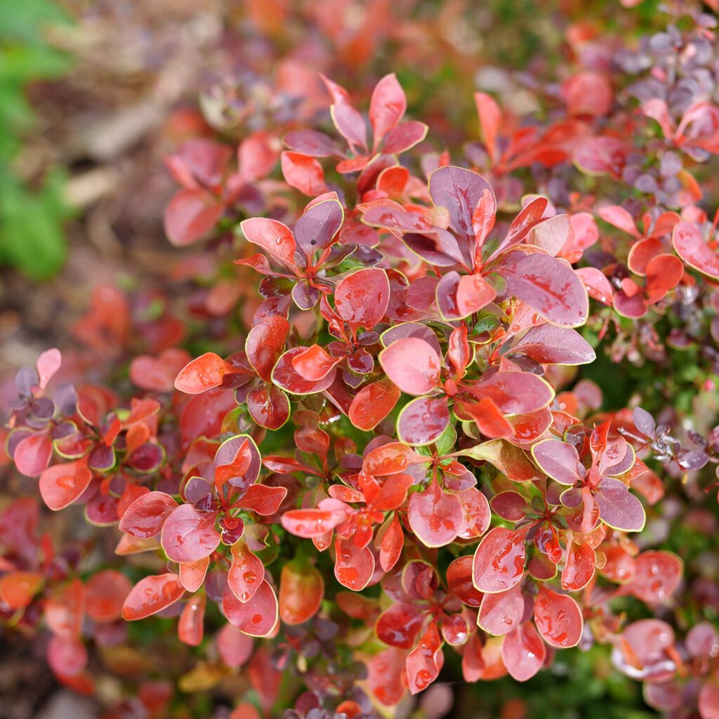 Sunjoy Really Red Barberry: Compact Red Foliage Shrub