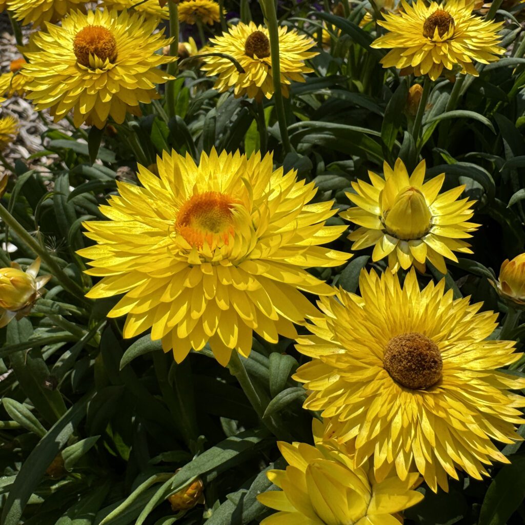 Dreamtime® Jumbo Yellow Bracteantha (Strawflower)