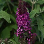 CHRYSALIS™ Cranberry Buddleia (Butterfly Bush)