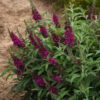 CHRYSALIS™ Cranberry Buddleia (Butterfly Bush)
