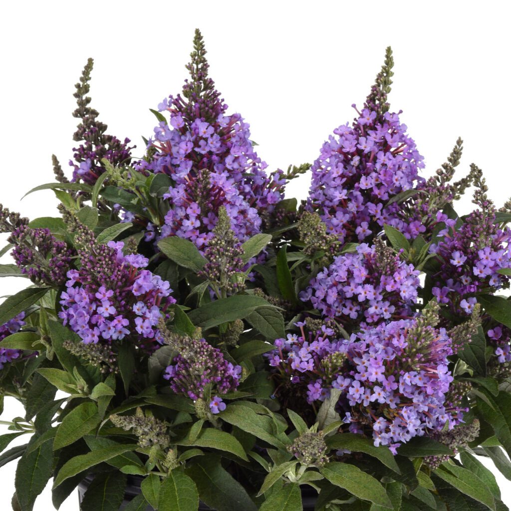 Chrysalis Steel Blue Buddleia - Compact Butterfly Bush