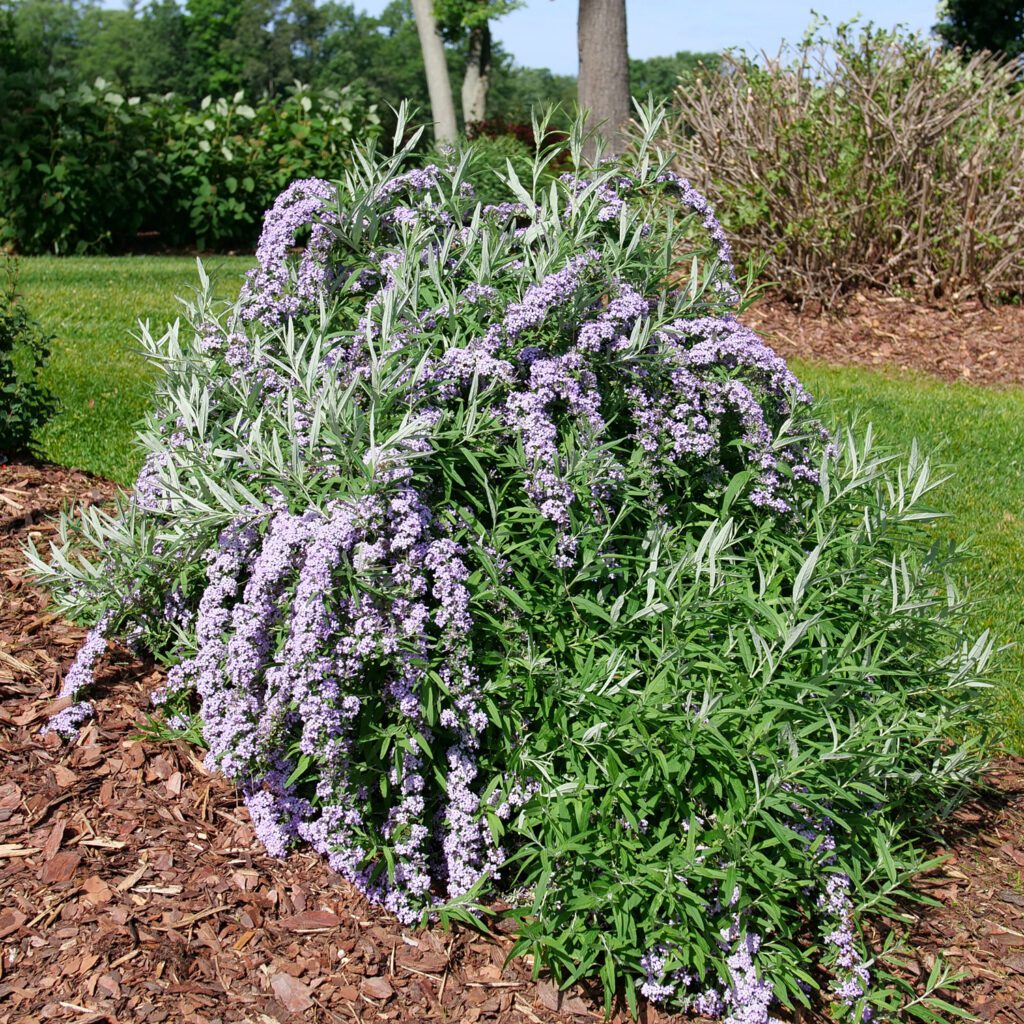 Mop Top™ Buddleia (Butterfly Bush)