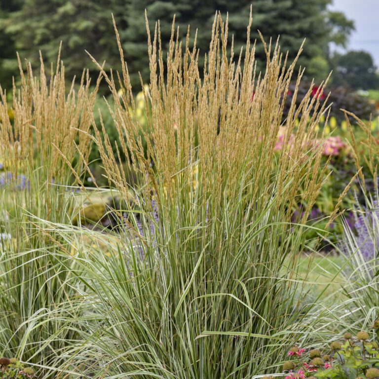 Calamagrostis HELLO SPRING!® (Feather Reed Grass)