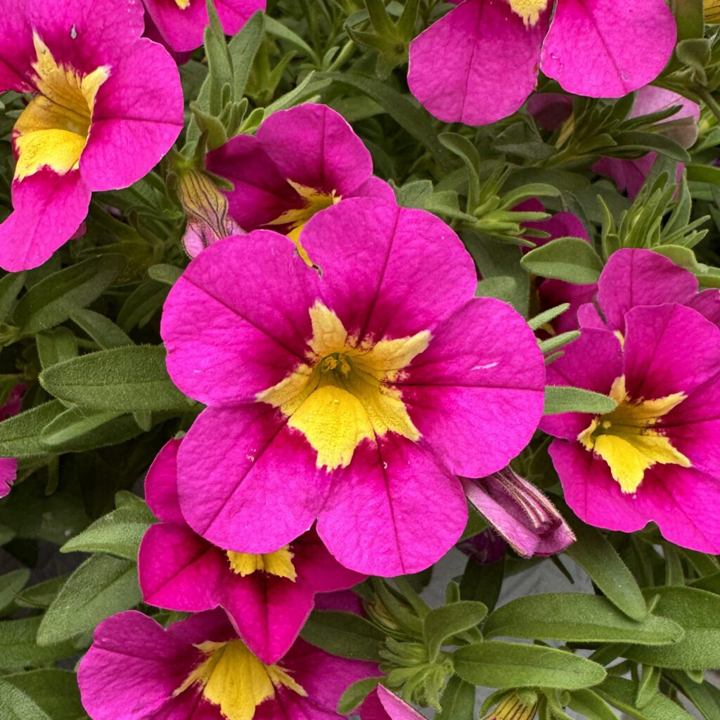 Bumble Bee™ Hot Pink Calibrachoa (Millionbells)