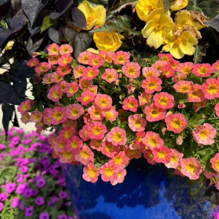 SUPERBELLS® Coral Sun Million Bells (Calibrachoa)