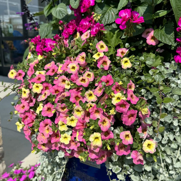 SUPERBELLS® MAGIC™ Pink Lemonade Calibrachoa