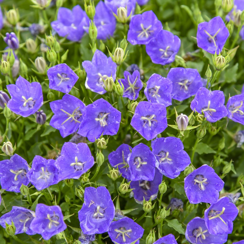 MINI MARVELS™ 'Midnight' Campanula