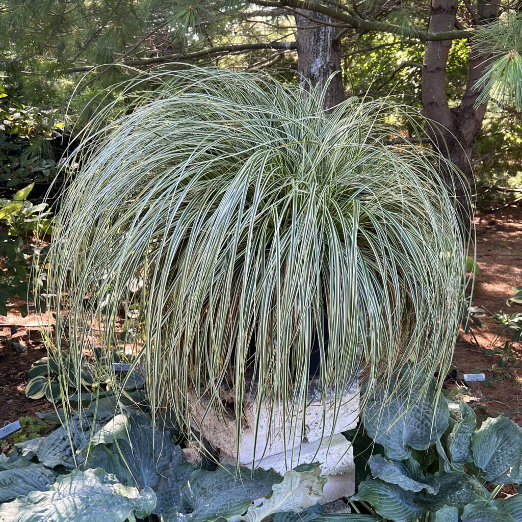 FEATHER FALLS™ Carex (Ornamental Grass)