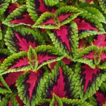 Volcanica™ French Quarter Coleus