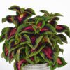 Volcanica™ French Quarter Coleus