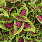 Volcanica™ French Quarter Coleus