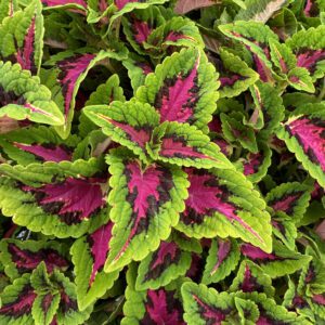 Volcanica™ French Quarter Coleus