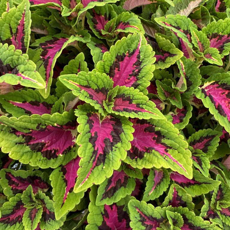 Volcanica™ French Quarter Coleus