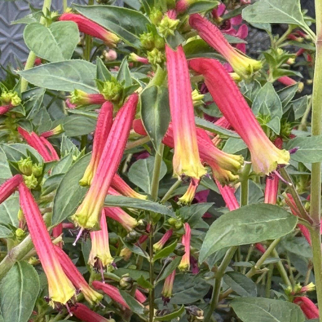 Cuphea Honeybells (Firecracker Plant)