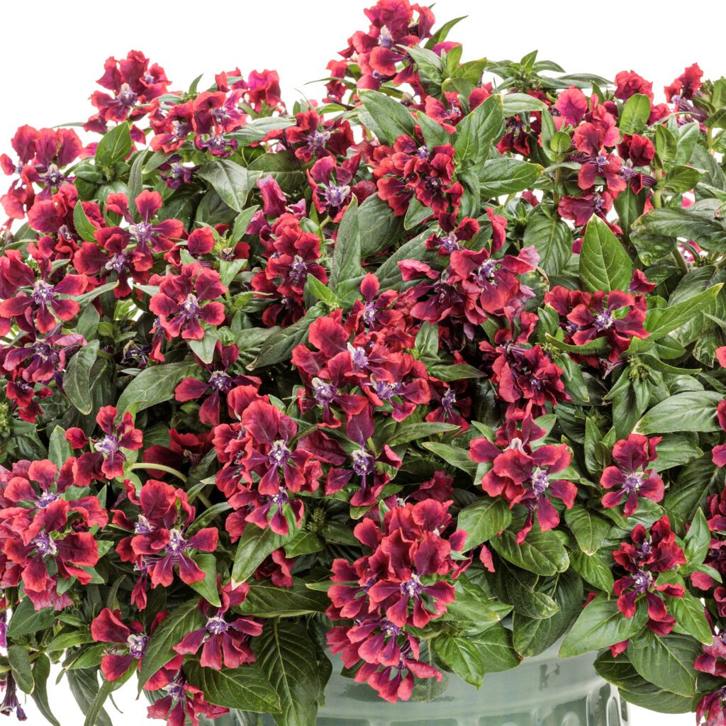 Totally Tempted™ Richly Red™ Cuphea