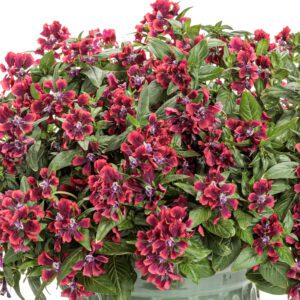 Totally Tempted™ Richly Red™ Cuphea