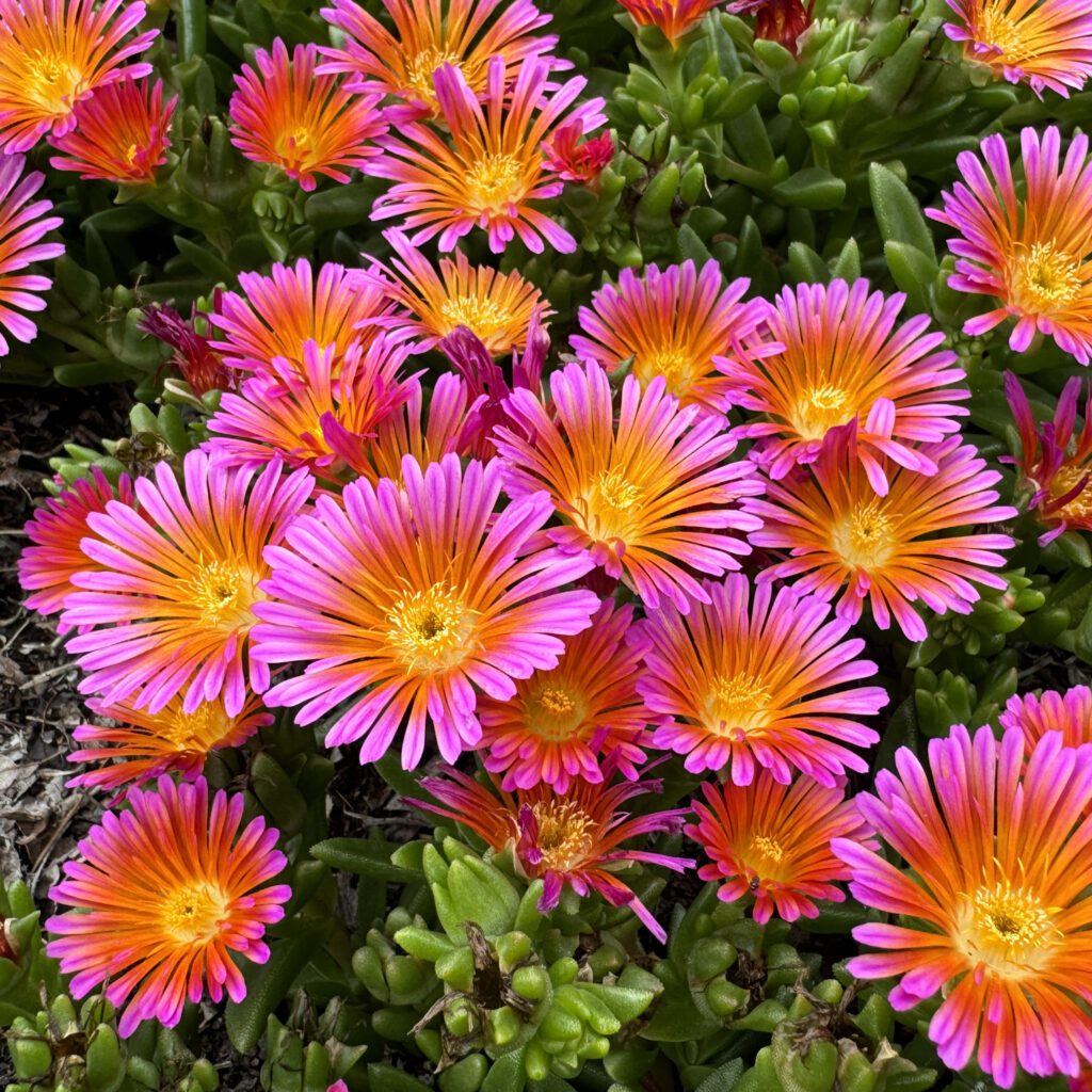 OCEAN SUNSET™ 'Orange Glow' Delosperma