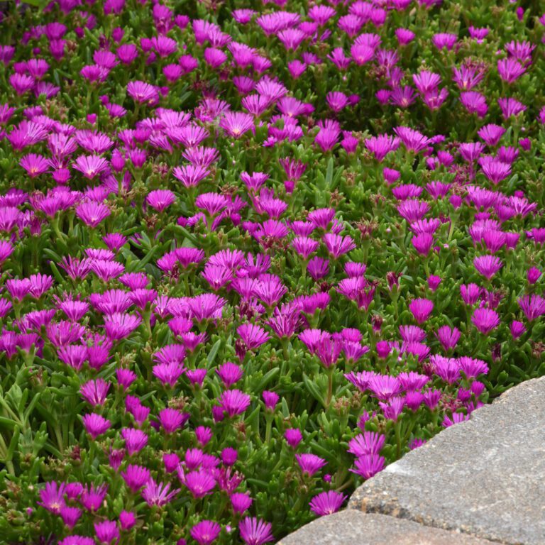 OCEAN SUNSET™ 'Violet' Delosperma