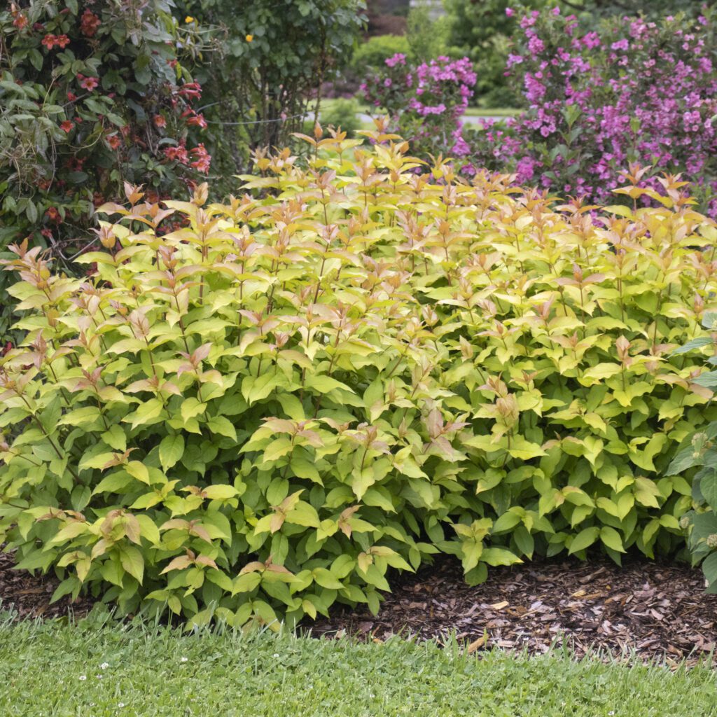 Kodiak Spiced Diervilla - Drought-Tolerant Native Shrub