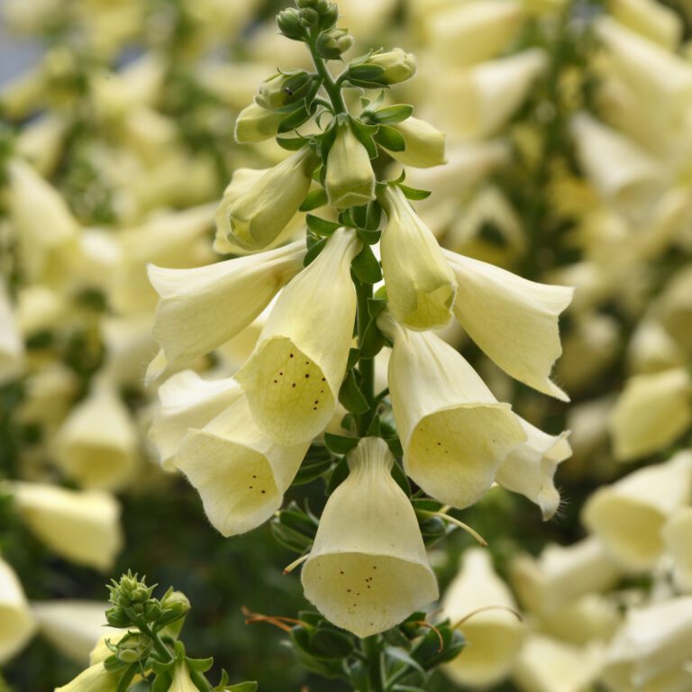 ARCTIC FOX™ 'Lemon Cream' Digitalis (Foxglove)