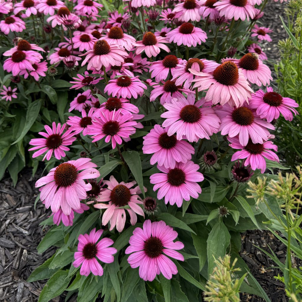 COLOR CODED® 'The Fuchsia is Bright' Echinacea – Garden Crossings