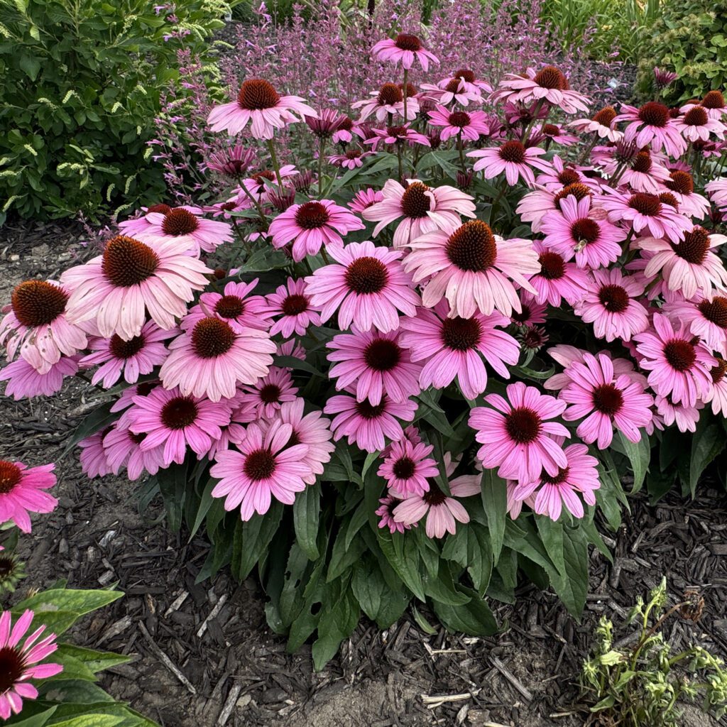 COLOR CODED® 'The Fuchsia is Bright' Echinacea – Garden Crossings