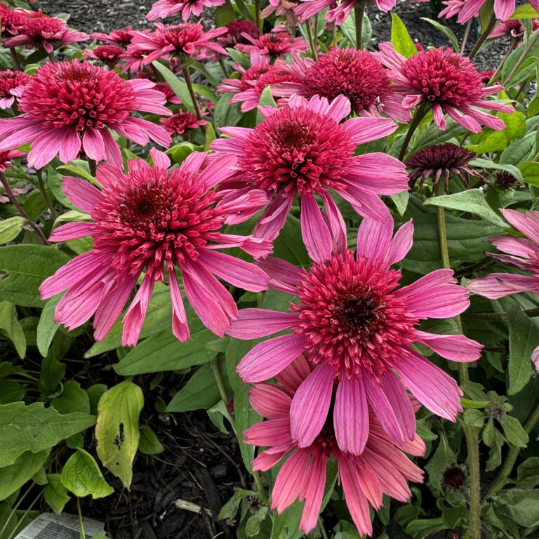 DOUBLE CODED® 'Raspberry Beret' Echinacea