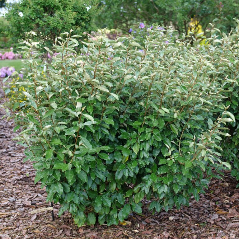 Mr. Smooth™ Seedless Elaeagnus (Thornless Silverthorn)