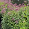 Eupatorium 'Ruby'
